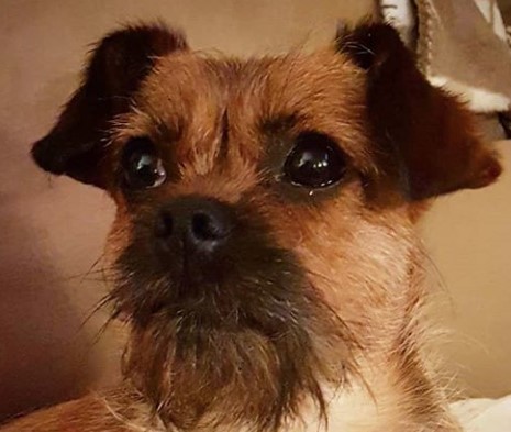 39 Utterly Gorgeous Cavalier King Charles Spaniel Mixes You Need In ...