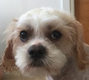 39 Utterly Gorgeous Cavalier King Charles Spaniel Mixes You Need In ...