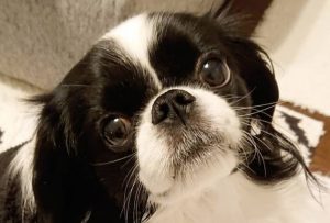 39 Utterly Gorgeous Cavalier King Charles Spaniel Mixes You Need In ...