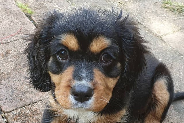 39 Utterly Gorgeous Cavalier King Charles Spaniel Mixes You Need In ...