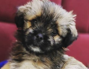 39 Utterly Gorgeous Cavalier King Charles Spaniel Mixes You Need In ...