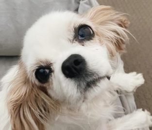 39 Utterly Gorgeous Cavalier King Charles Spaniel Mixes You Need In ...