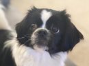 39 Utterly Gorgeous Cavalier King Charles Spaniel Mixes You Need In ...