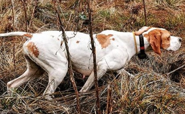 14 Amazing Facts About English Pointers - PetPress