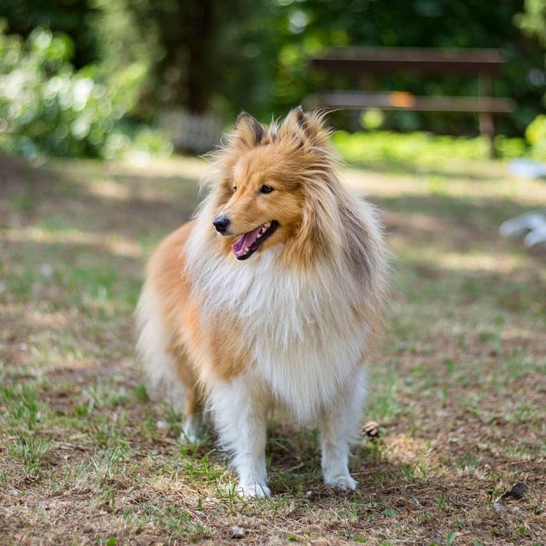 8 Most Common Types of Shepherd Dogs - PetPress