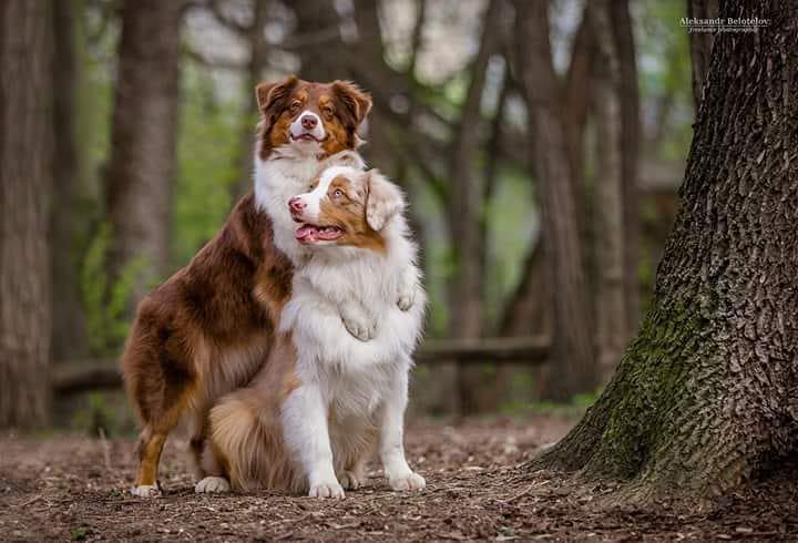 8 Most Common Types of Shepherd Dogs - PetPress