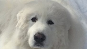 14 Reasons Why You Should Never Own Great Pyrenees | PetPress