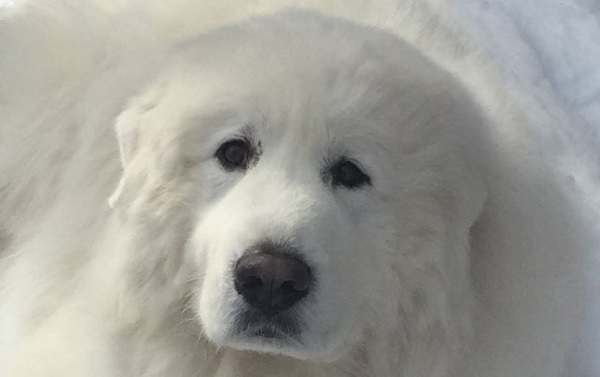 14 Wonderful Facts About Great Pyrenees - PetPress