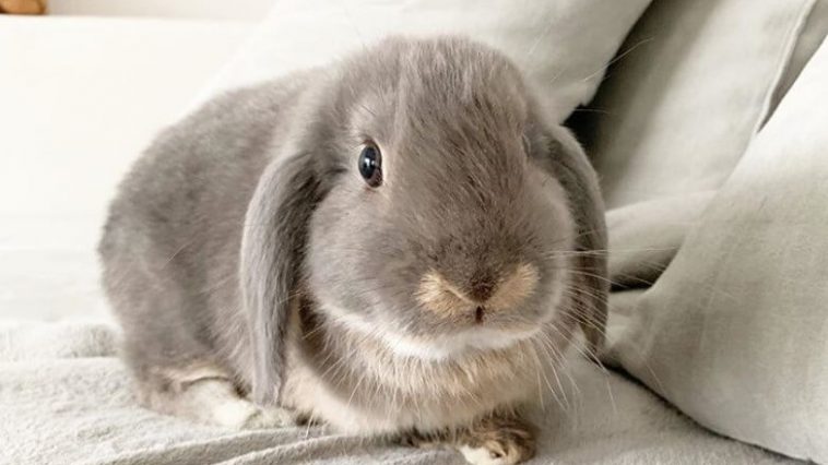 The 500 Best Male Rabbit Names For Your Bunny | PetPress