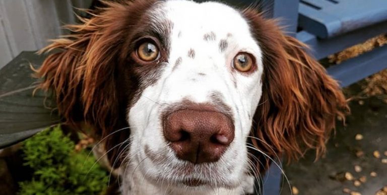 18 Times Springer Spaniels Mixed With Other Breeds, And The Result Was ...