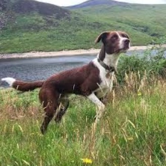 18 Times Springer Spaniels Mixed With Other Breeds, And The Result Was ...