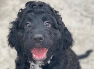 18 Times Springer Spaniels Mixed With Other Breeds, And The Result Was ...