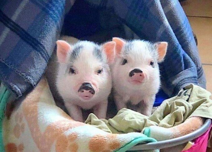 Pig Names: The 500 Most Popular Male and Female Pig Names