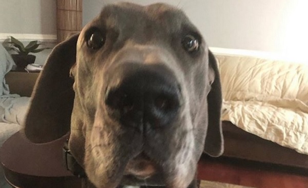 The 14 Funniest Great Dane Memes Ever! - PetPress