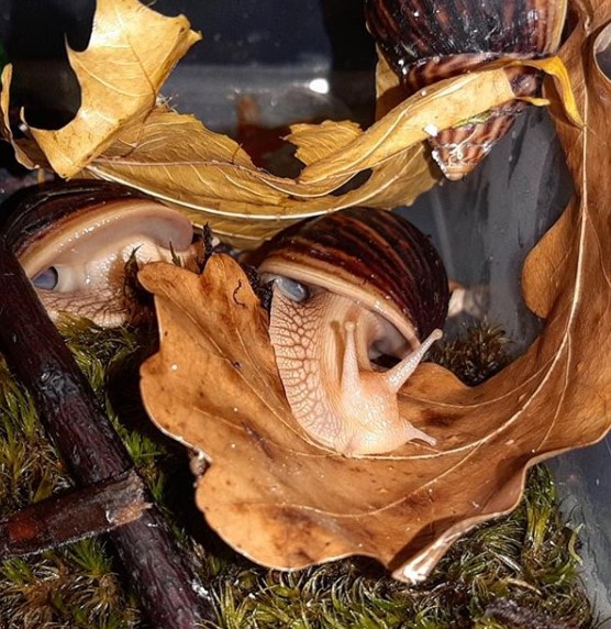 14 Rules For Keeping Snails At Home