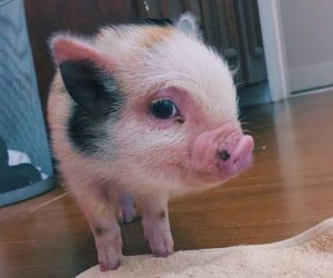 Pig Names: The 500 Most Popular Male and Female Pig Names