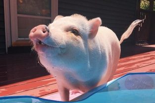 Pig Names: The 500 Most Popular Male and Female Pig Names | PetPress