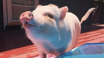 Best Female Pig Names - 230 Great Ideas For Naming Your Pet Pig | PetPress