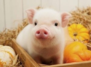 Pig Names: The 500 Most Popular Male and Female Pig Names