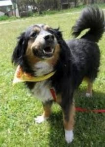 52 Cocker Spaniel Mixes That Are Absolutely Precious | PetPress