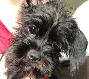 52 Cocker Spaniel Mixes That Are Absolutely Precious | PetPress