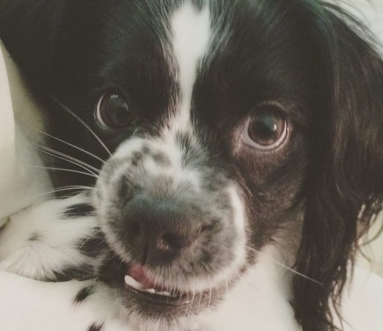 52 Cocker Spaniel Mixes That Are Absolutely Precious | PetPress