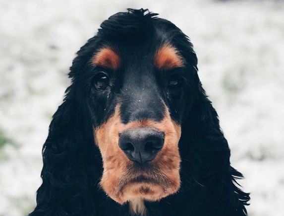 52 Cocker Spaniel Mixes That Are Absolutely Precious | PetPress