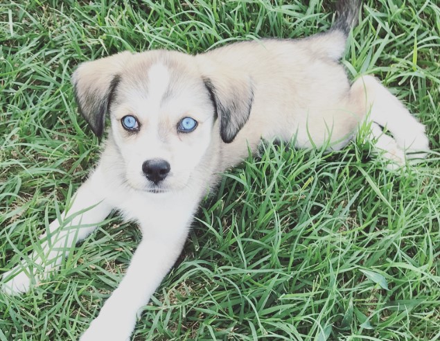 52 Cocker Spaniel Mixes That Are Absolutely Precious | PetPress