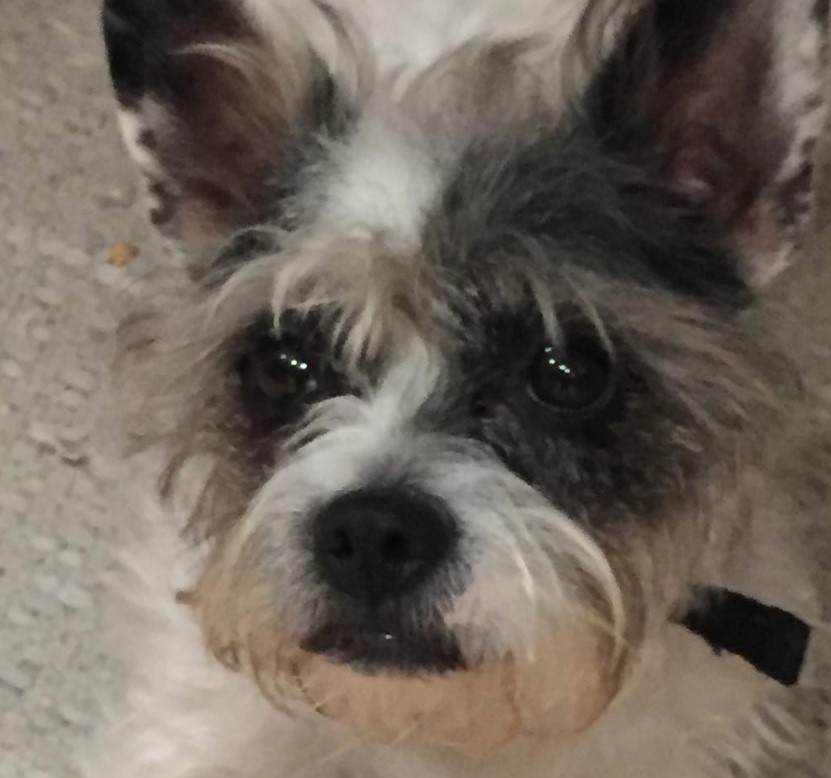 24 Bichon Frise Mixes: Bichon Frise Cross Breeds | PetPress