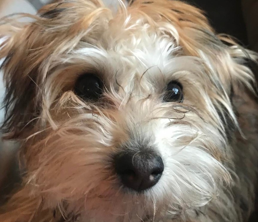 24 Bichon Frise Mixes: Bichon Frise Cross Breeds | PetPress