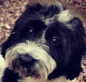 24 Bichon Frise Mixes: Bichon Frise Cross Breeds - PetPress