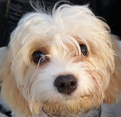 24 Bichon Frise Mixes: Bichon Frise Cross Breeds | PetPress