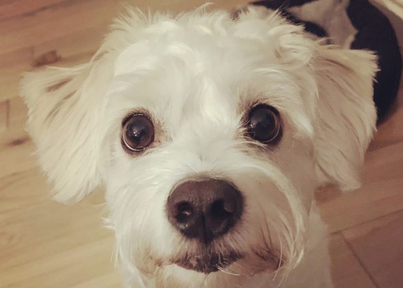 Bichon-A-Ranian (Bichon Frise x Pomeranian) | PetPress