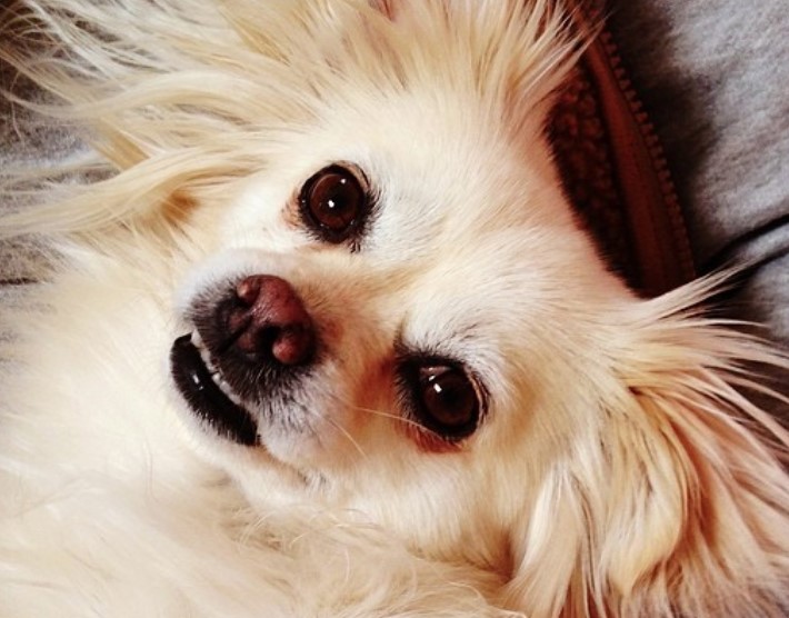 34 Pekingese Mixes That Will Melt Your Cold, Unloving Heart | PetPress