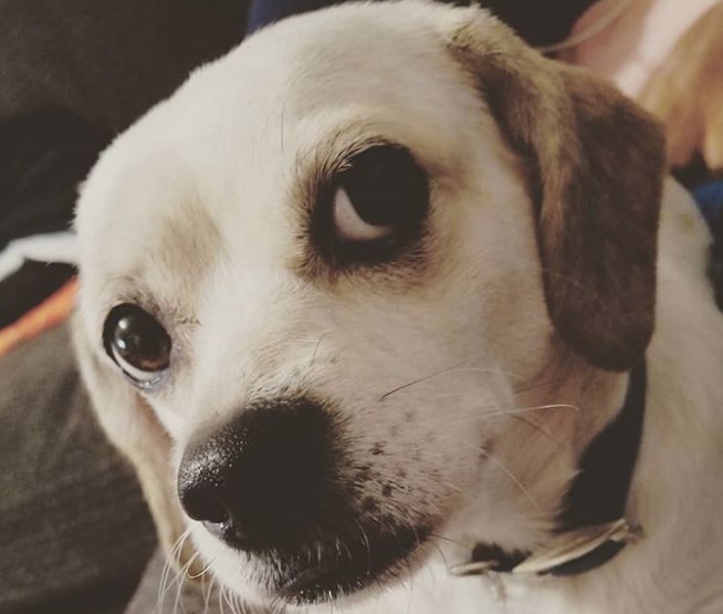 34 Pekingese Mixes That Will Melt Your Cold, Unloving Heart | PetPress