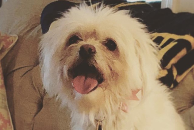 34 Pekingese Mixes That Will Melt Your Cold, Unloving Heart | PetPress