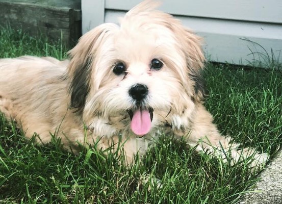 34 Pekingese Mixes That Will Melt Your Cold, Unloving Heart | PetPress