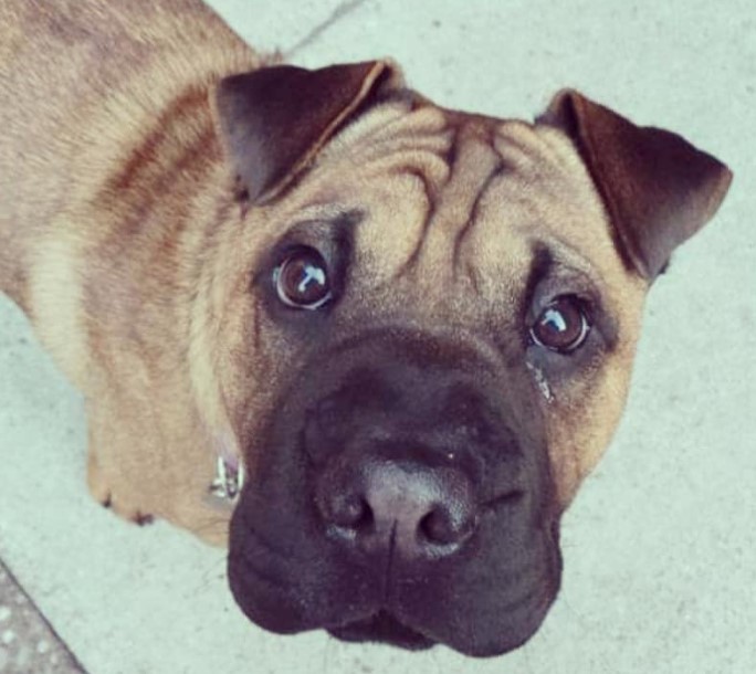 24 Of The Cutest And Funniest Shar-Pei Mixes | PetPress