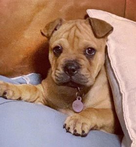 24 Of The Cutest And Funniest Shar-Pei Mixes | PetPress