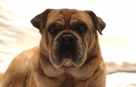 24 Of The Cutest And Funniest Shar-Pei Mixes | PetPress