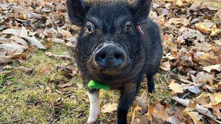 Male Pig Names - 200 Awesome Ideas For Naming Your Piglet - PetPress