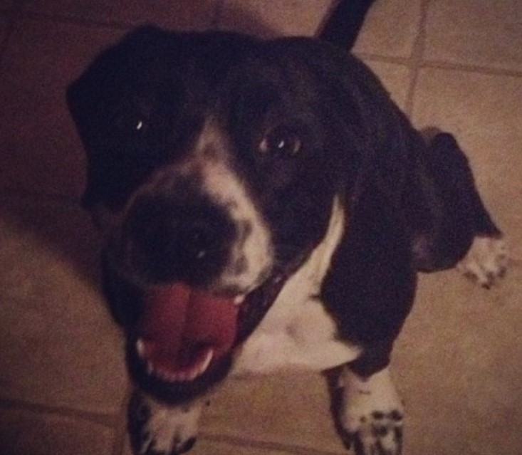 34 Awesome English Bulldog Mixes You Need To Feast Your Eyes On | PetPress