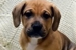 34 Awesome English Bulldog Mixes You Need To Feast Your Eyes On | PetPress