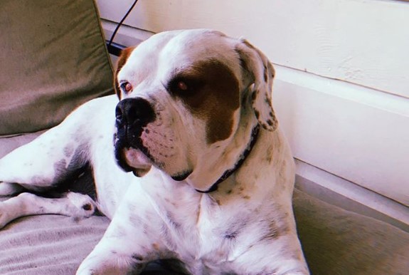 34 Awesome English Bulldog Mixes You Need To Feast Your Eyes On | PetPress