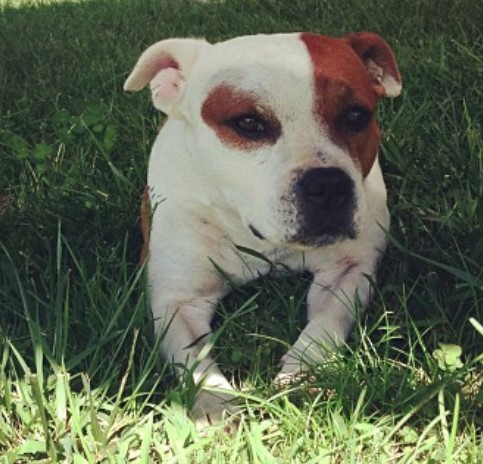 34 Awesome English Bulldog Mixes You Need To Feast Your Eyes On | PetPress