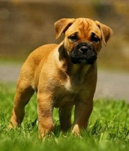 34 Awesome English Bulldog Mixes You Need To Feast Your Eyes On - PetPress