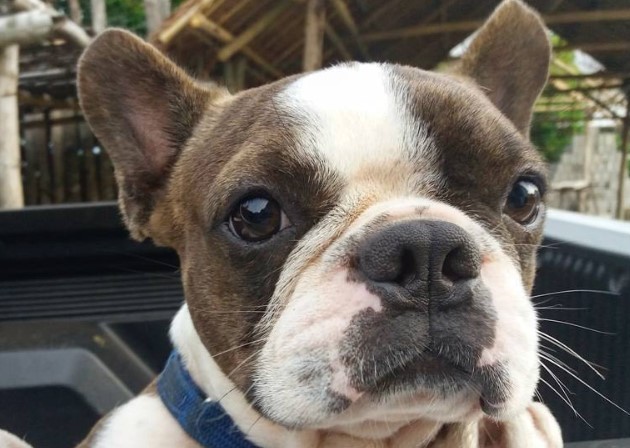 29 Dogs Mixed With French Bulldogs | PetPress