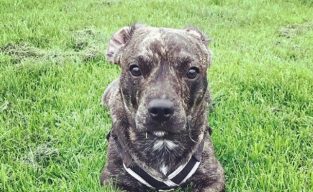 29 Dogs Mixed With French Bulldogs - PetPress