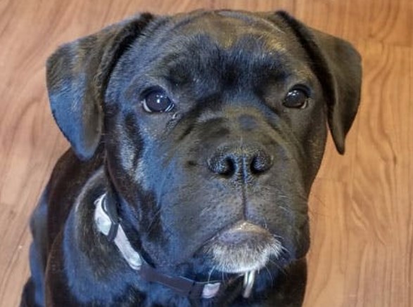 29 Dogs Mixed With French Bulldogs | PetPress