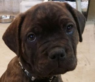 29 Dogs Mixed With French Bulldogs - PetPress